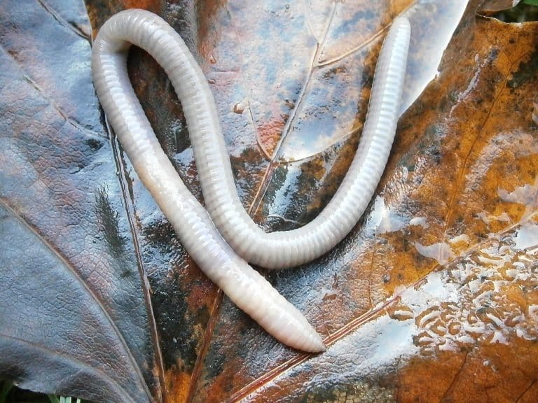 Nematodos - Qué es, características, definición y concepto