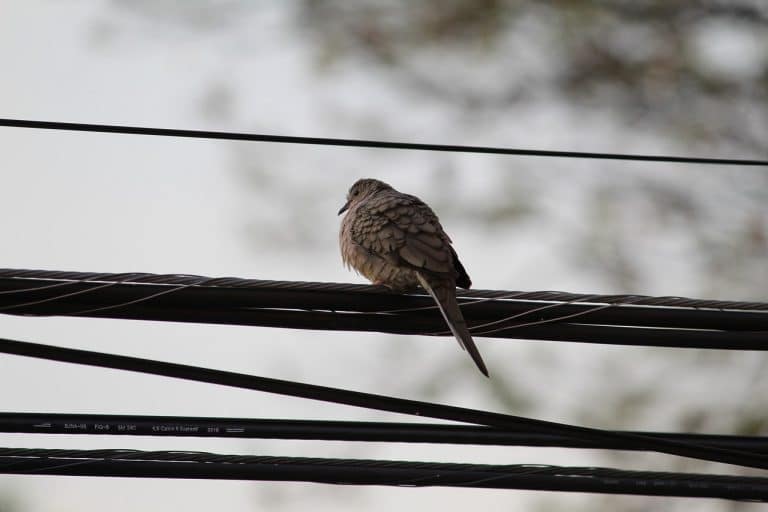 Pájaro - Qué es, definición, características y usos