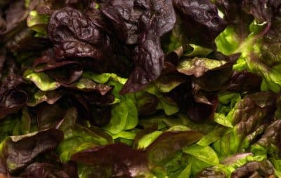 Orgánico - Qué es, definición, en la medicina y ejemplos