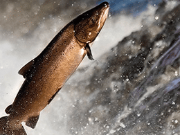 Definición de finalidad - Qué es, Significado y Concepto