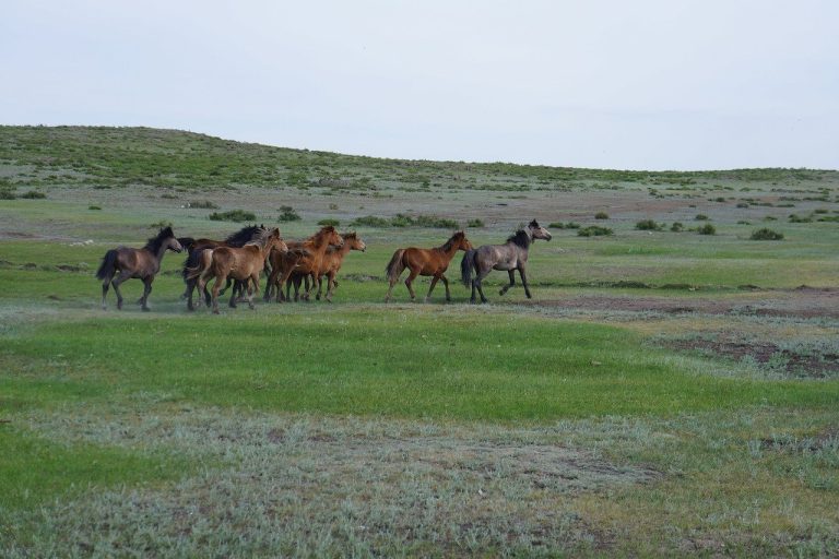 Estepa - Qué es, definición, tipos y usos