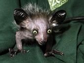 Definición de extraño - Qué es, Significado y Concepto