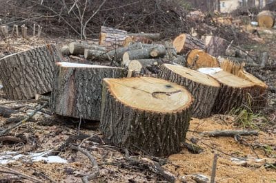 Explotación forestal - Qué es, importancia, definición y concepto