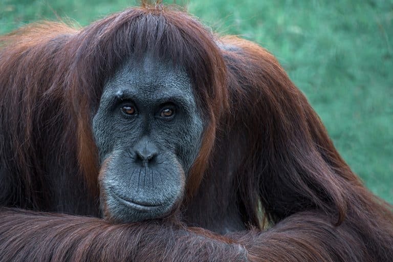 Simio - Qué es, definición y concepto