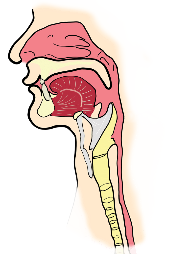 Laringe - Qué es, definición y concepto