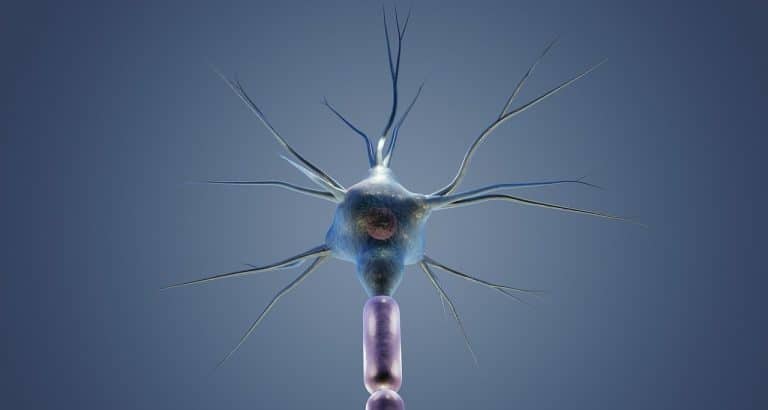 Dendrita - Qué es, definición y concepto