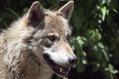 Alfa - Qué es, en la religión, en la química, en la zoología y en la ...