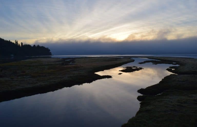 Estuario - Qué es, importancia, definición y concepto