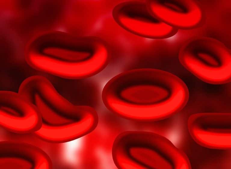 Glóbulos rojos - Qué son, definición y concepto