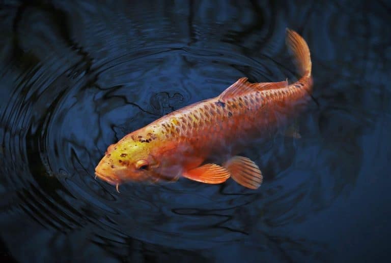 Carpa - Qué es, definición, tipos y características