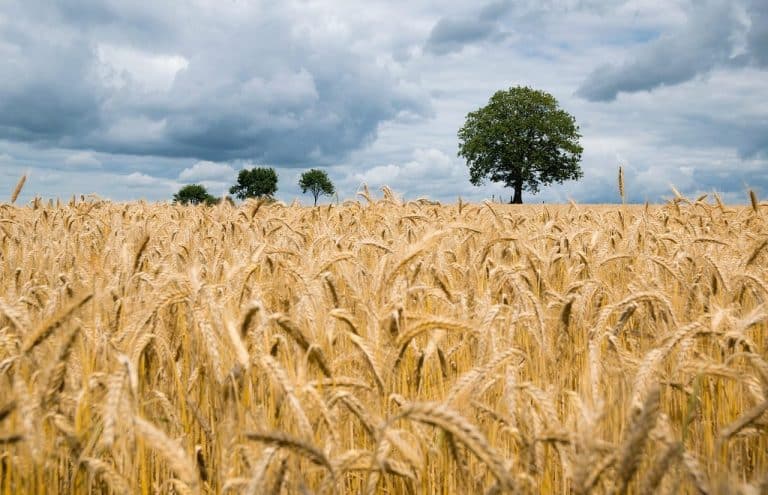 Fertilidad - Qué es, definición y concepto