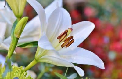 Pistilo - Qué es, definición y concepto