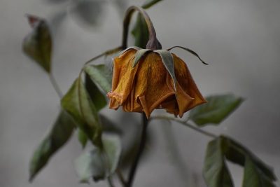 Mustia - Qué es, usos, definición y concepto