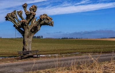 Mutilación - Qué es, definición y concepto