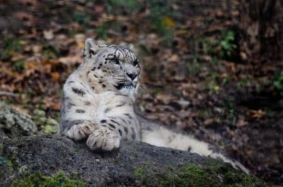 Onza - Qué es, tipos, definición y concepto