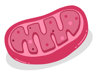 Organelos - Qué es, definición, tipos y clasificación