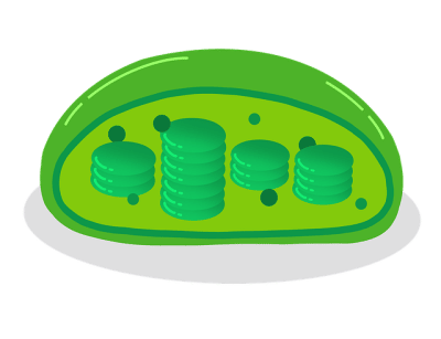 Organelos - Qué es, definición, tipos y clasificación