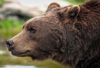 Oso - Qué es, tipos, definición y concepto