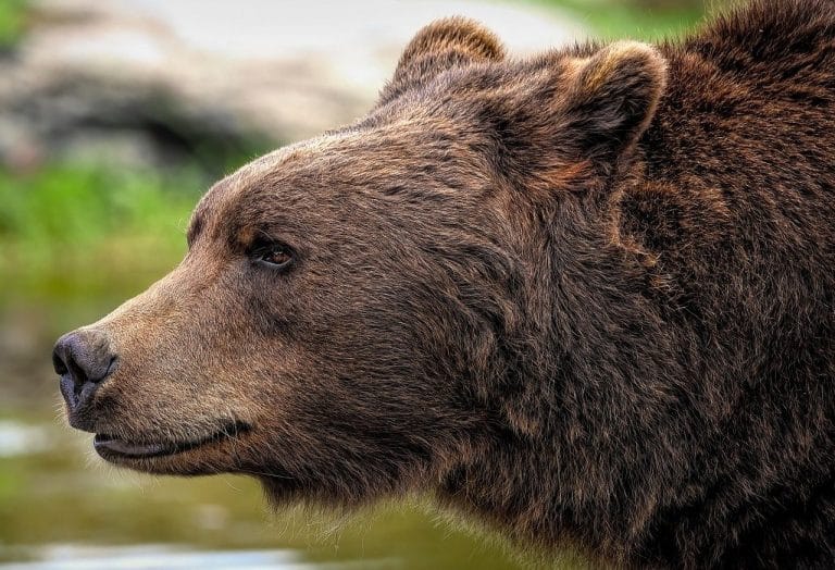 Oso - Qué es, tipos, definición y concepto