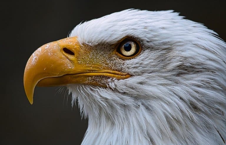 Pico - Qué es, usos, definición y concepto