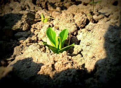 Pimpollo - Qué es, usos, definición y concepto
