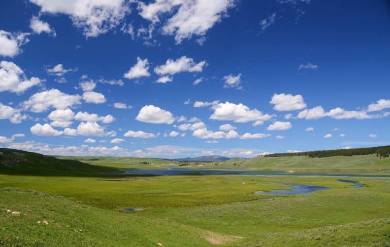 Prado - Qué es, características, definición y concepto