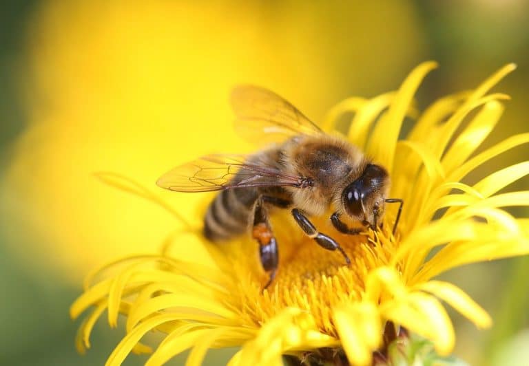 Primavera - Qué es, características, definición y concepto