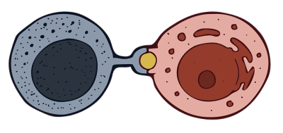 Quimiotaxis - Qué es, definición y concepto