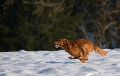 Rastrero - Qué es, definición y concepto