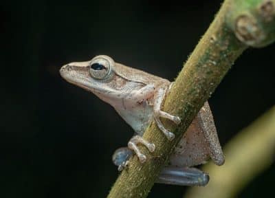 Rana - Qué es, definición, clasificación y usos