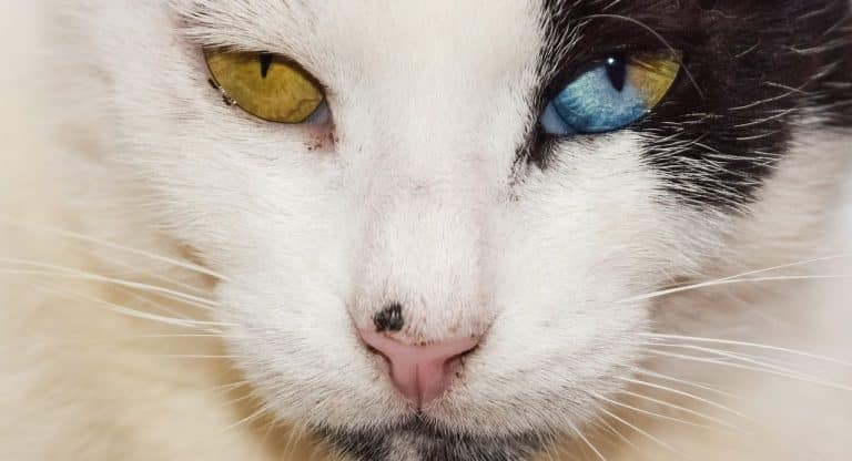 Raro - Qué es, definición y concepto