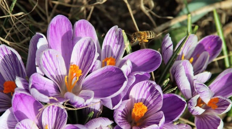 Receptáculo - Qué es, definición, en la botánica y usos