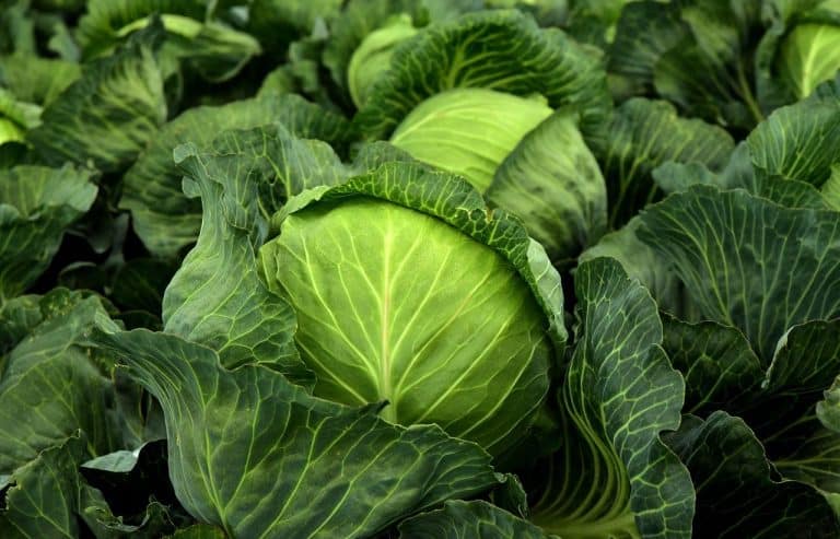 Repollo - Qué es, tipos, definición y concepto