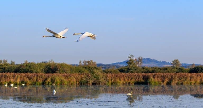 Reserva natural - Qué es, definición, clasificación y ejemplos