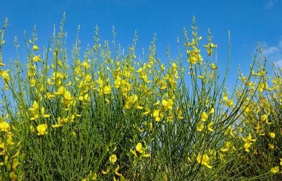 Retama - Qué es, definición, clasificación y características