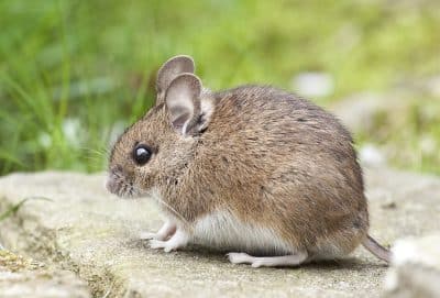 Roedor - Qué es, características, definición y concepto