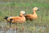 Rubicundo - Qué es, definición y concepto