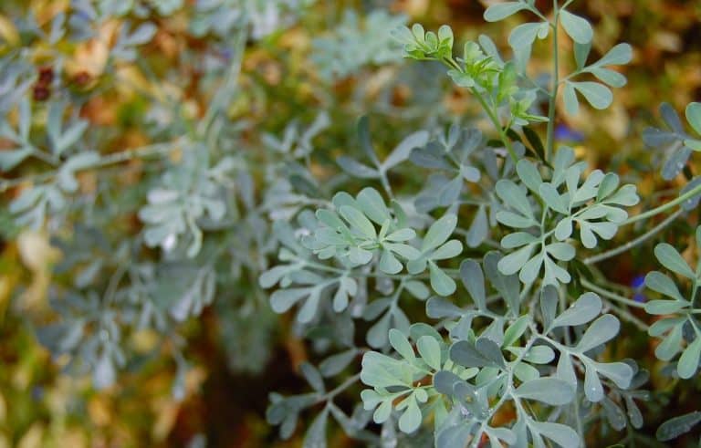 Ruda - Qué es, usos, definición y concepto