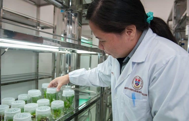 Semillas transgénicas - Qué son, beneficios, definición y concepto