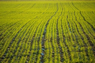 Surco - Qué es, usos, definición y concepto