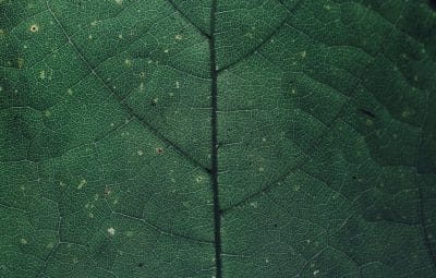 Tilacoide - Qué es, definición, características y función