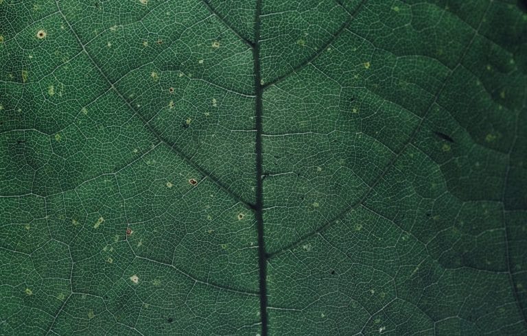 Tilacoide - Qué es, definición, características y función