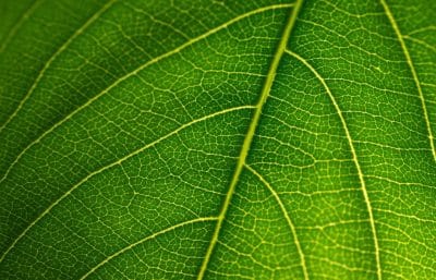 Tilacoide - Qué es, definición, características y función