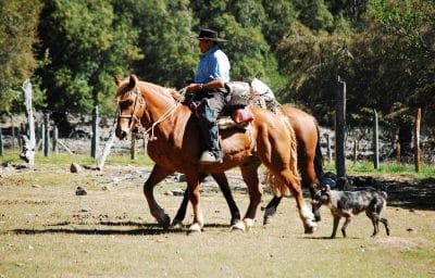 Vaquero - Qué es, historia, definición y concepto