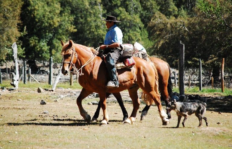 Vaquero - Qué es, historia, definición y concepto
