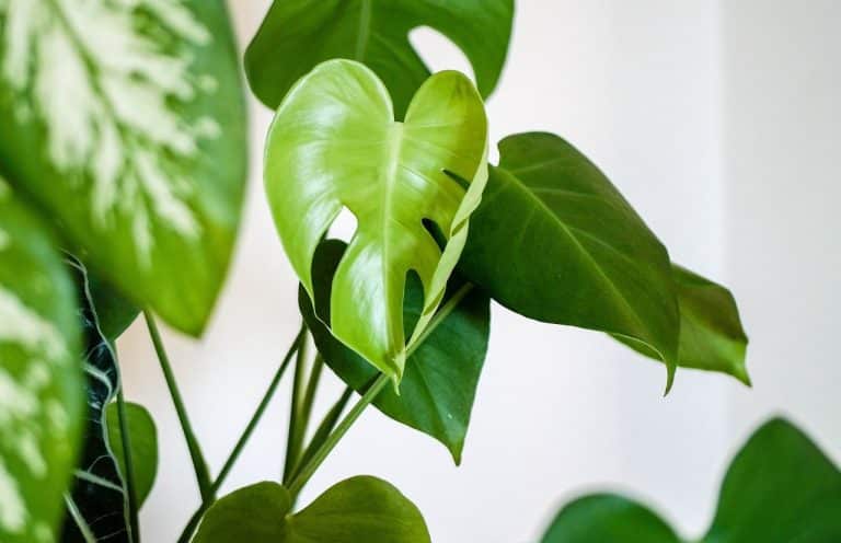 Viroides - Qué es, definición y concepto