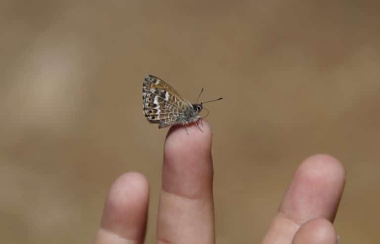 Yema - Qué es, en la botánica, definición y concepto