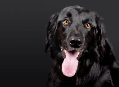 Afijo - Qué es, tipos, definición y concepto