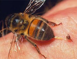 Aguijón - Qué es, definición y concepto