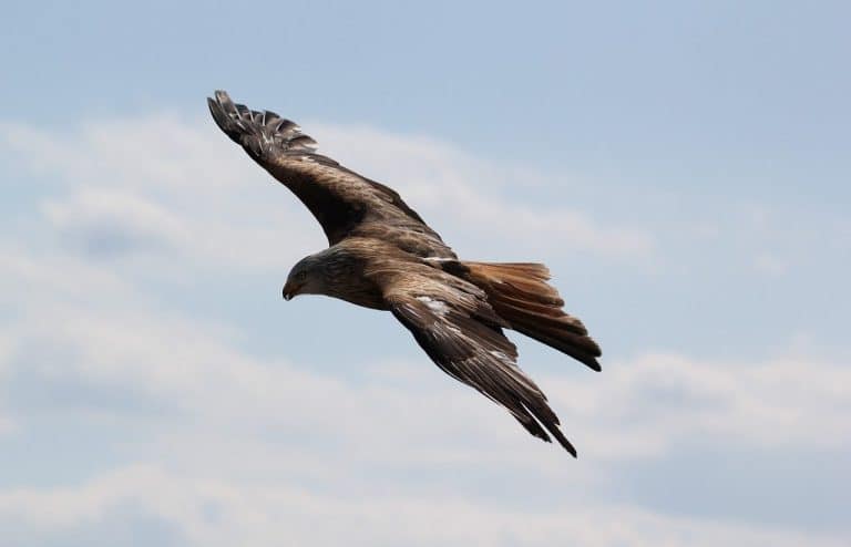 Alado - Qué es, definición y concepto